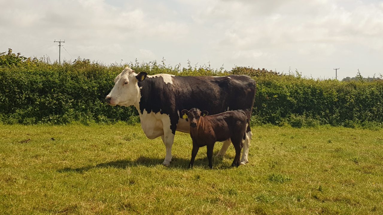 About Us - Self-catering holiday cottages | Great Lunnon Farm | Gower