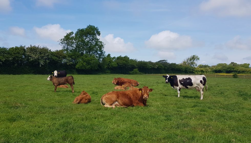 About Us - Self-catering holiday cottages | Great Lunnon Farm | Gower